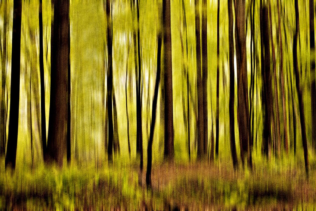 Forest_PhotoshopComposite_Final Example – This Week in Photo (TWiP)