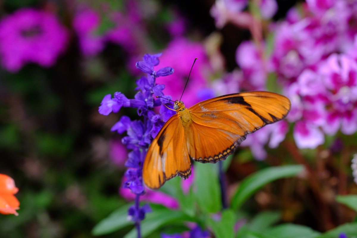 Flutterby – This Week in Photo (TWiP)