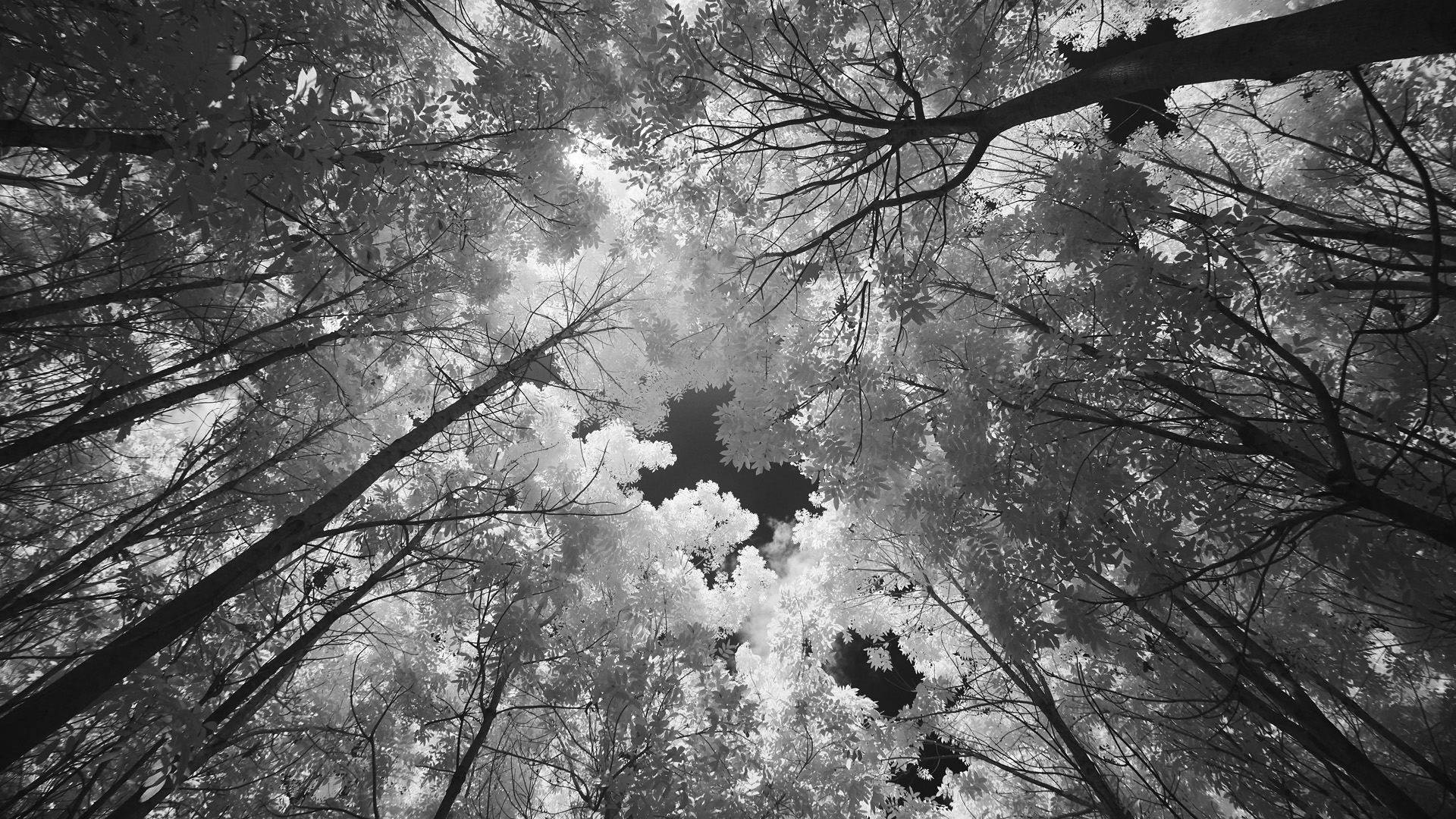 Understanding The Infrared Photography Workflow This Week In Photo
